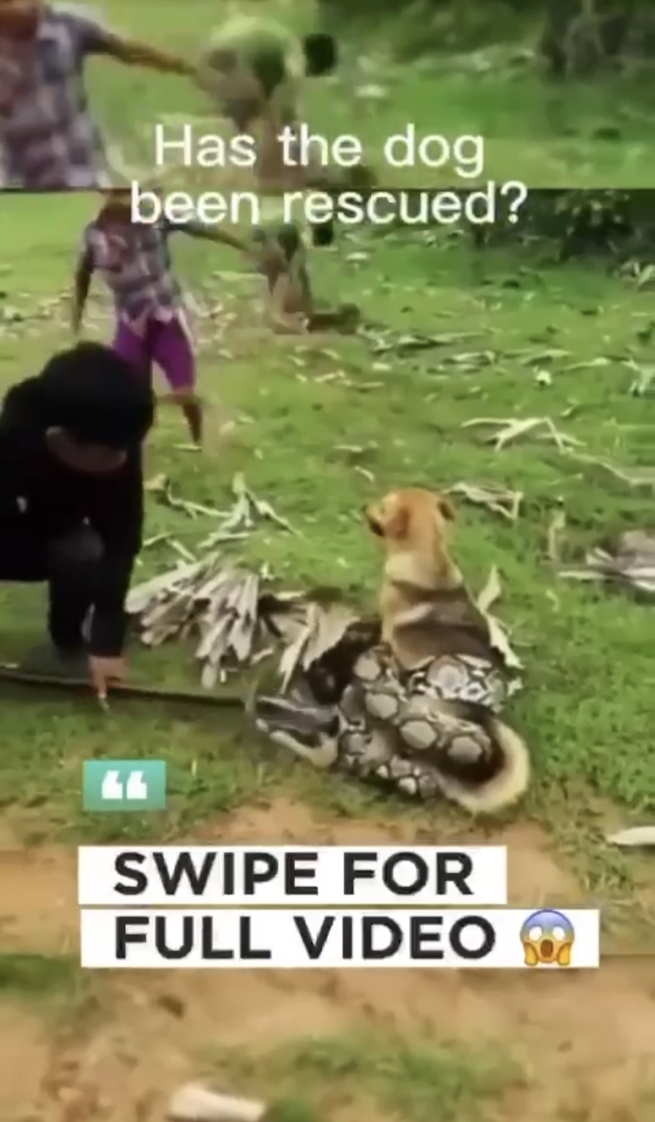 Heroic Rescue: Dog Saved from Python Attack - Pizza Time