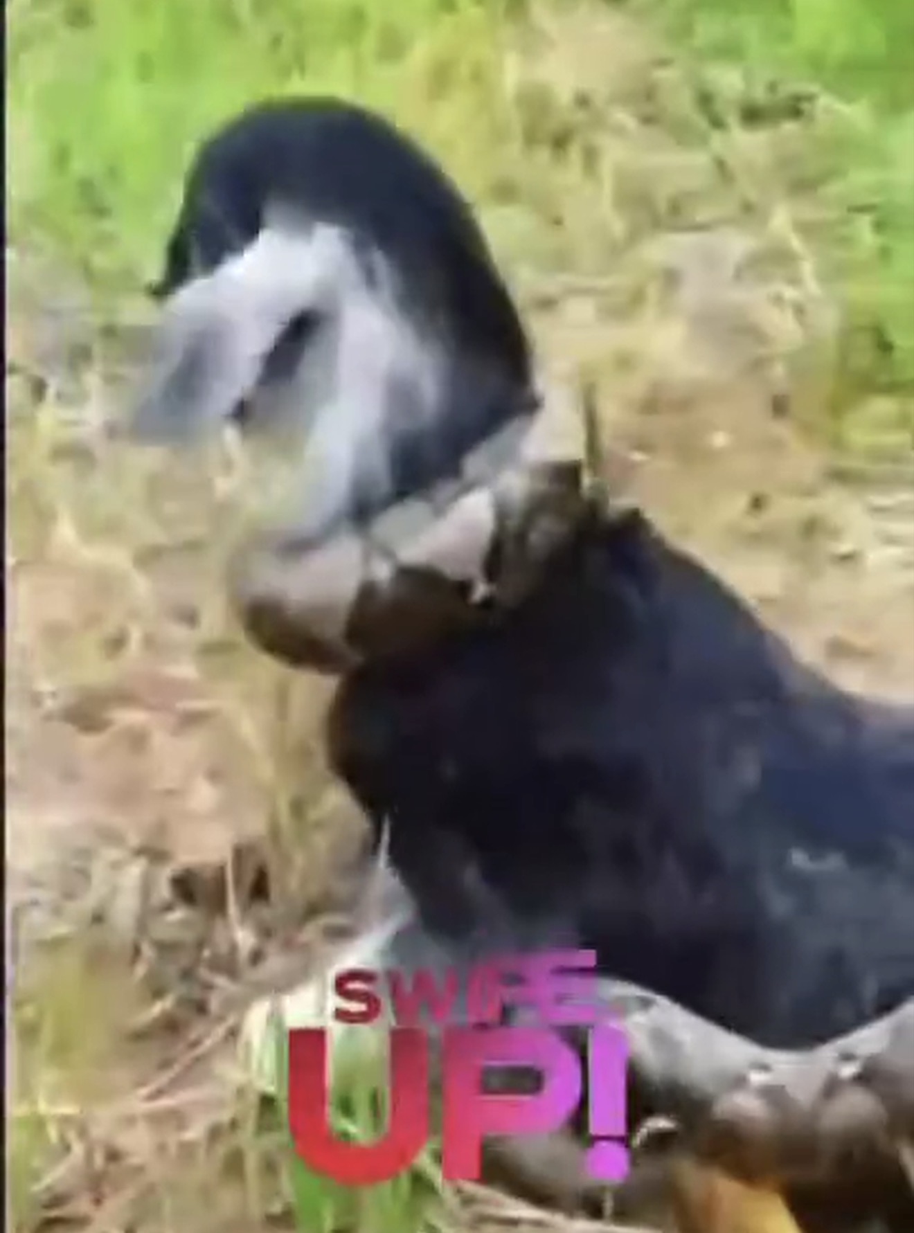 Heroic Rescue: Goat Saved from Python Attack - Pizza Time