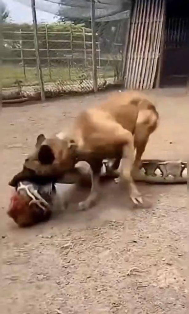 Heroic Farm Dog Battles Giant Python to Defend the Coop in Explosive ...